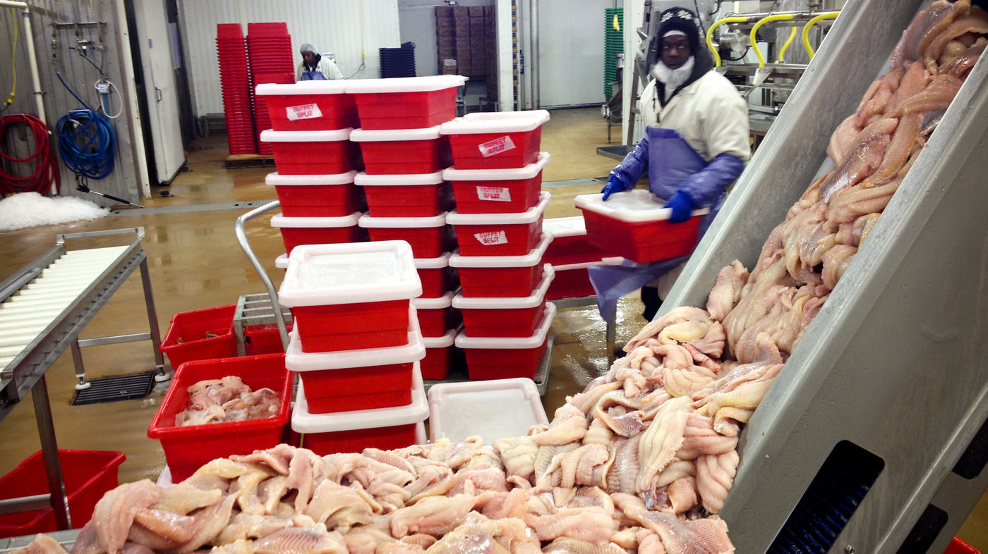 Battle Of The Bottom Feeder: U.S., Vietnam In Catfish Fight : Parallels ...