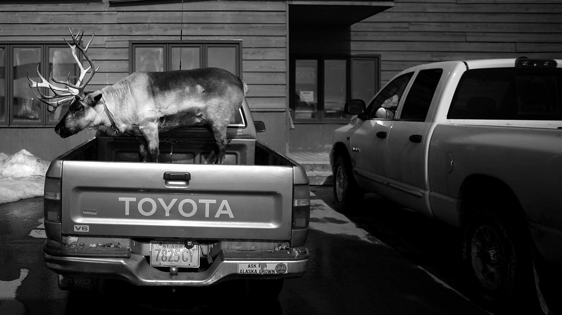 1,000 Words: A Pet Reindeer In Nome, Alaska : The Protojournalist : NPR