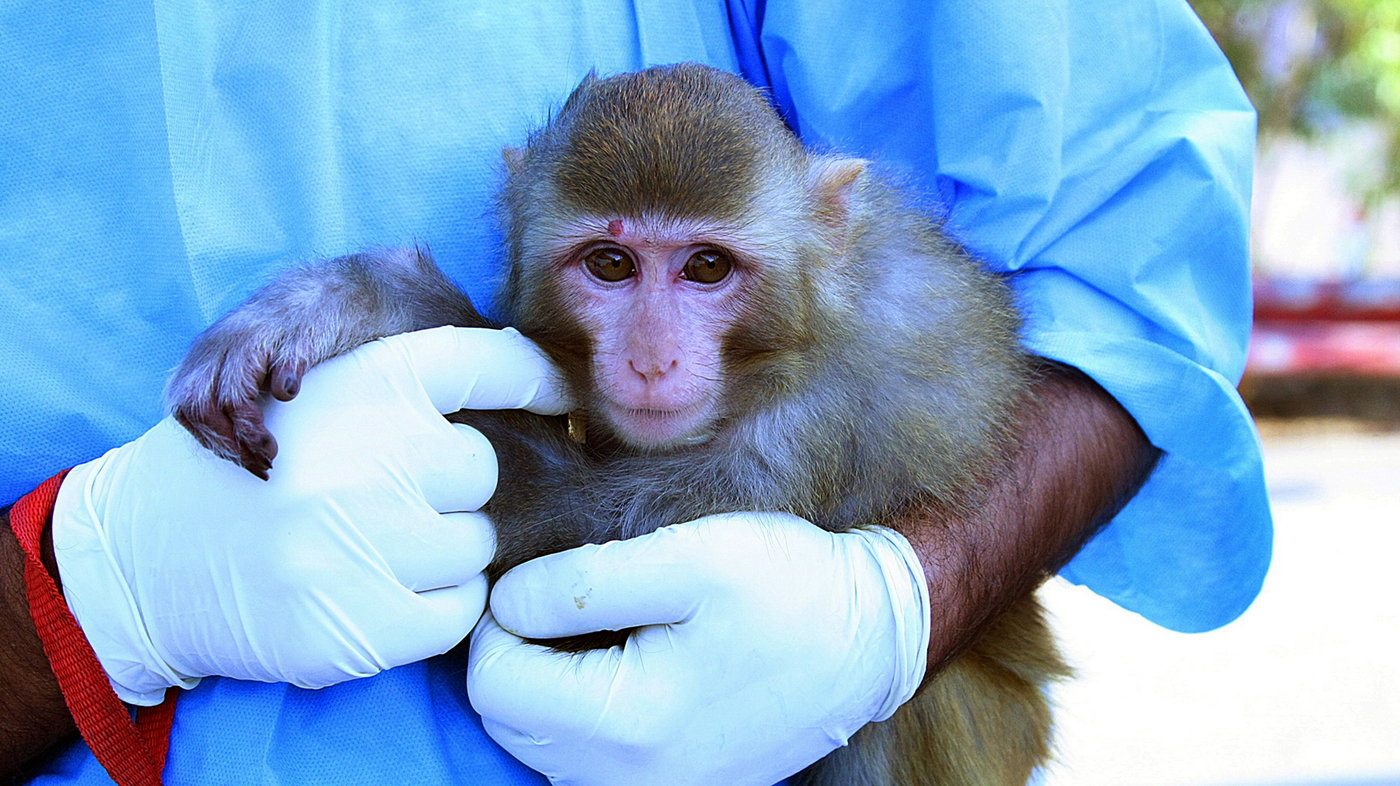 Iran Claims It Has Sent Another Monkey Into Space : The Two-Way : NPR
