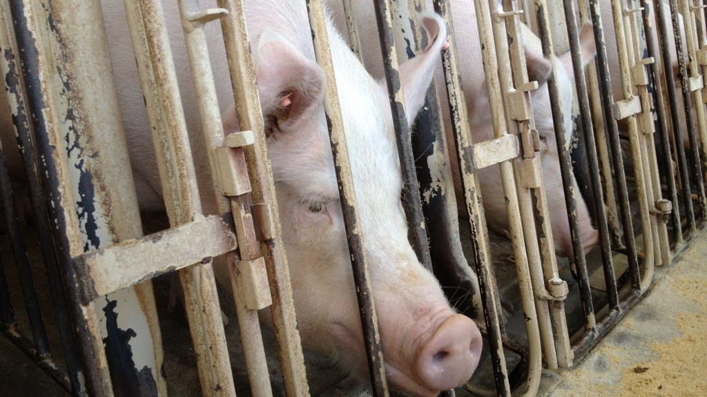 2013 Was The Year Bills To Criminalize Animal Cruelty Videos Failed ...