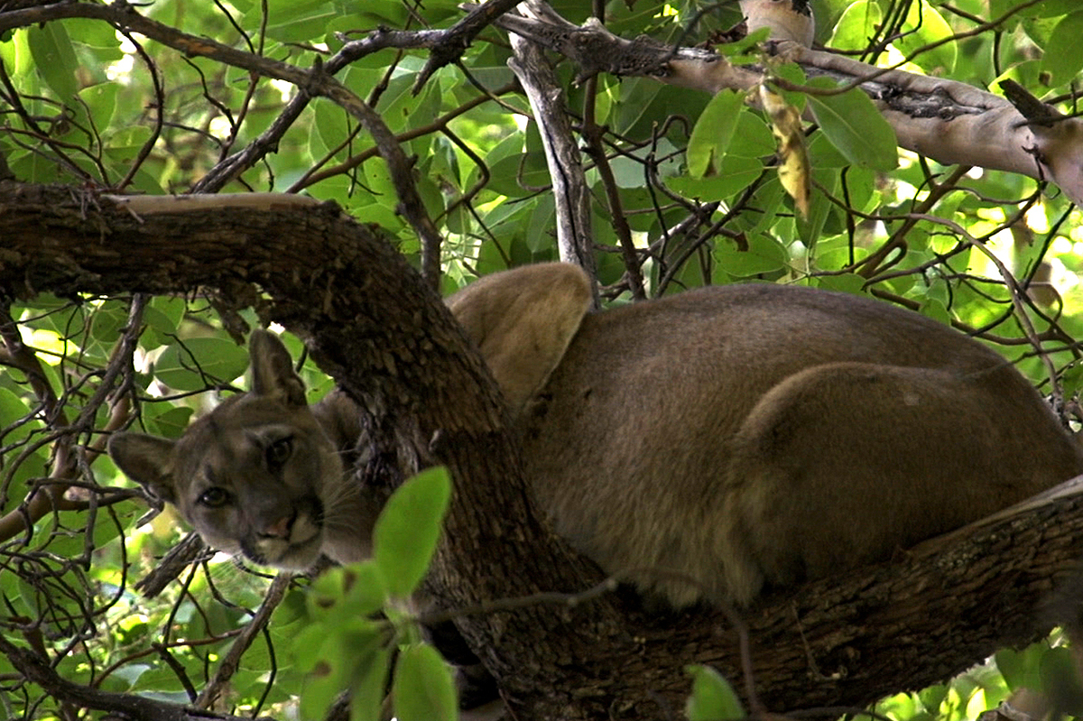 On The Trail Of A Mountain Lion, Hunters Hope To Help : NPR