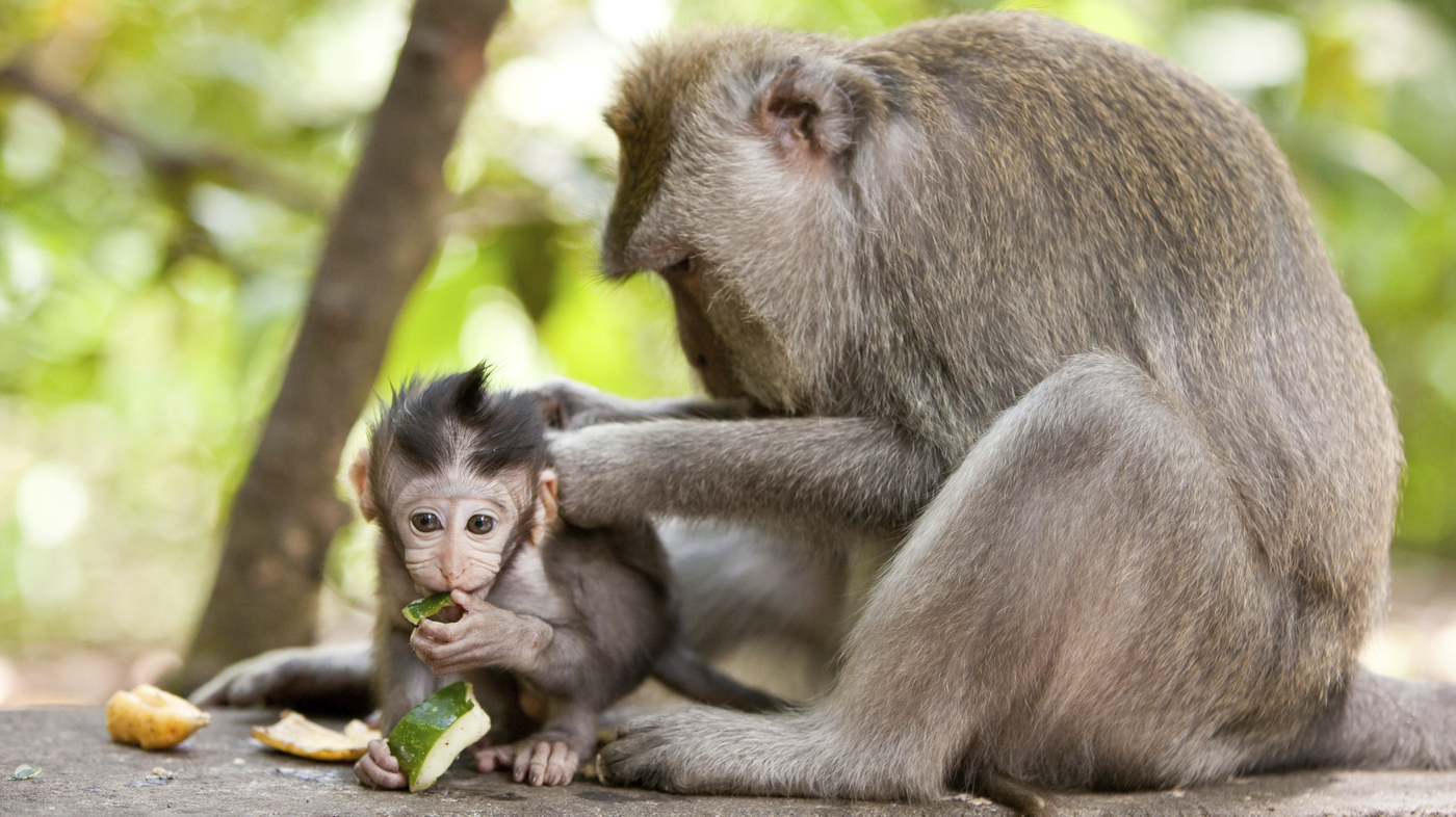 What Monkeys Eat: A Few Thoughts About Pop Culture Writing : NPR
