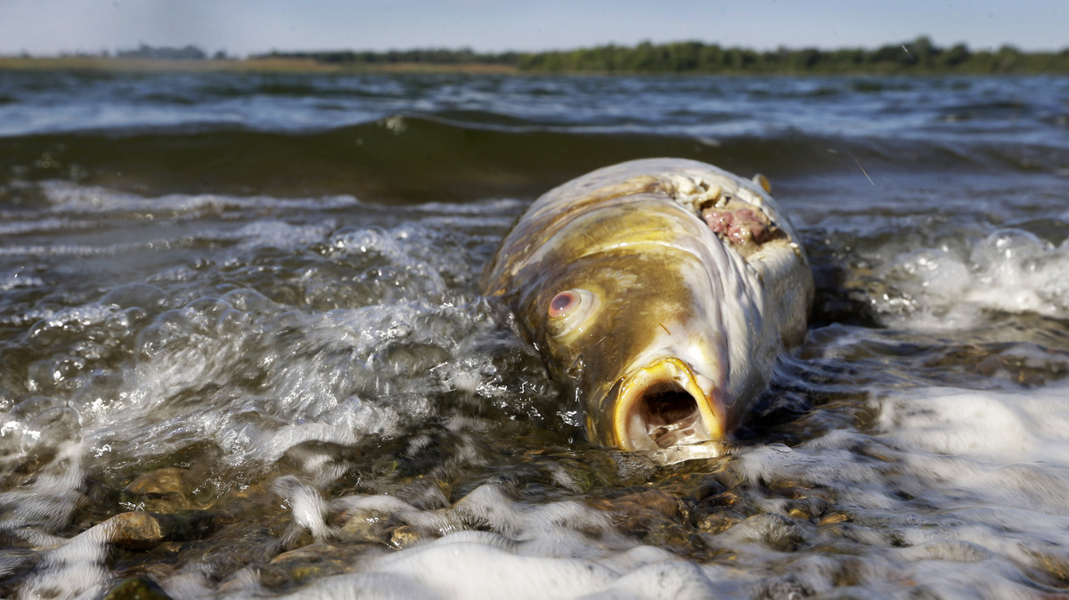 How Mass-Produced Meat Turned Phosphorus Into Pollution : The Salt : NPR