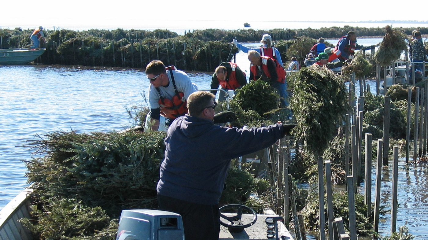 Tree-Incarnation: Christmas Trees Return To Nature (A Poem) : NPR