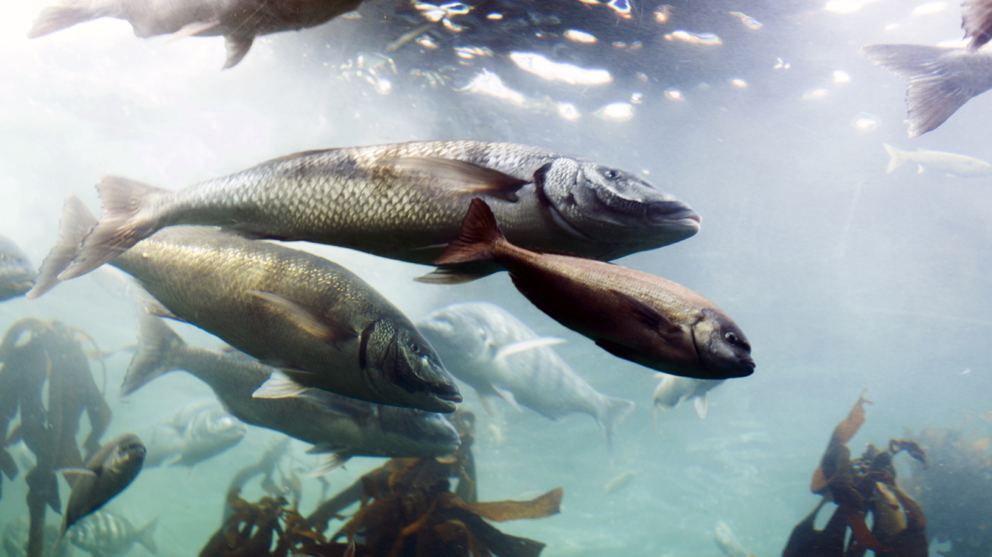 'On Such A Full Sea': A Fable From A Fractured Future : NPR