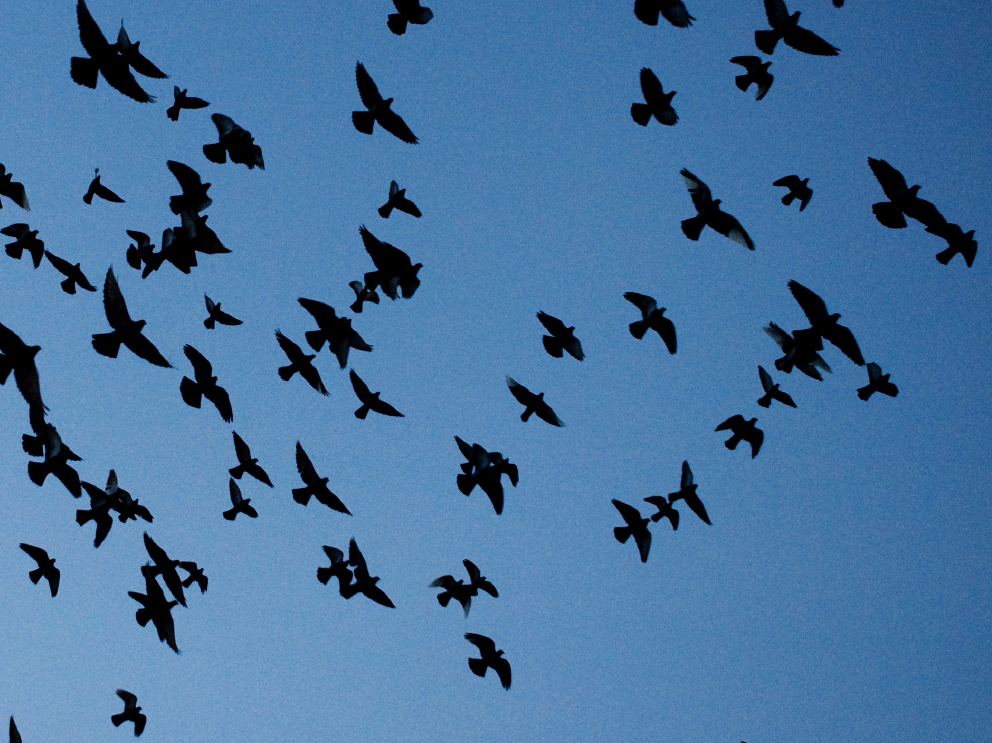 Finding Flight In 'The Invention Of Wings' | WBUR