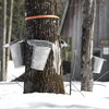 Why Some Canadian Maple Syrup Producers Are Defying Their 'Cartel ...