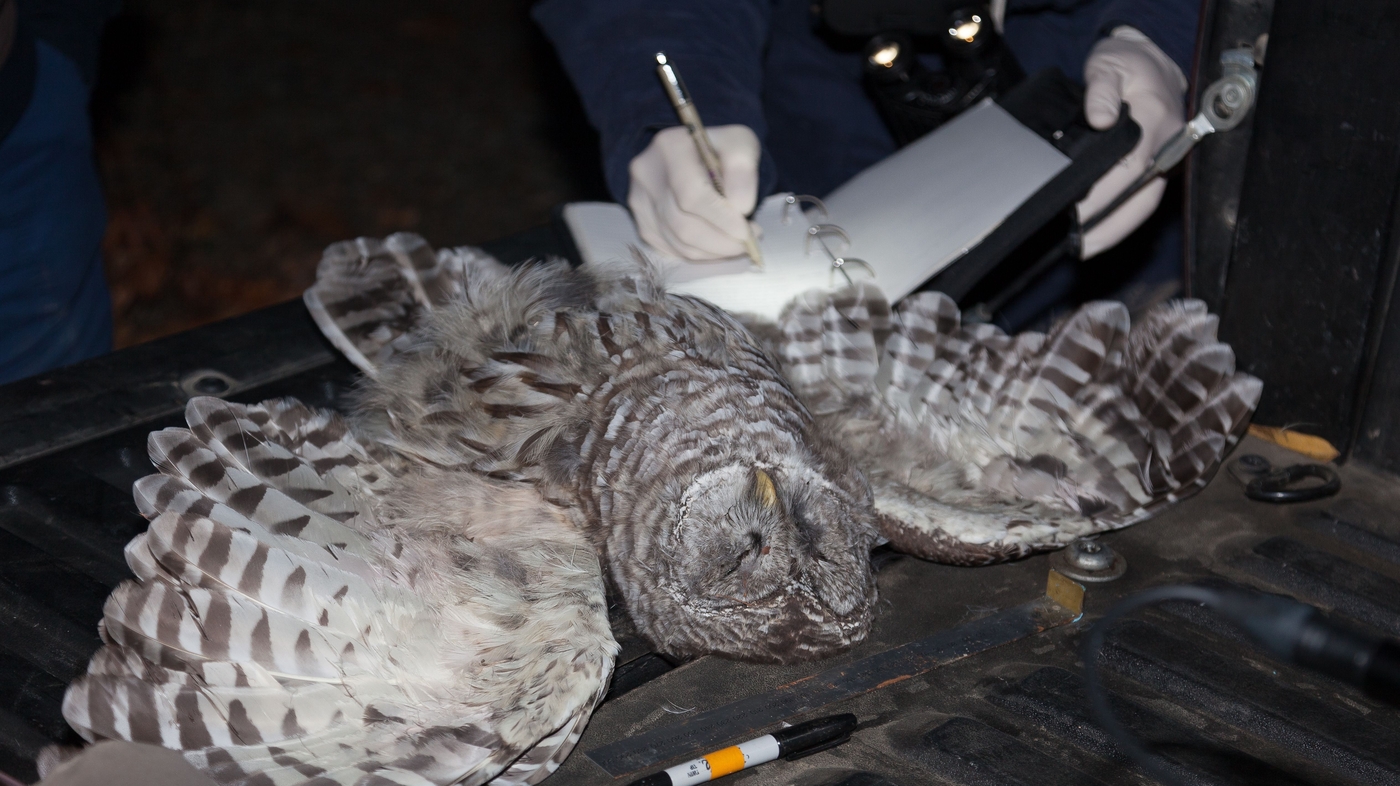 To Save Threatened Owl, Another Species Is Shot : NPR