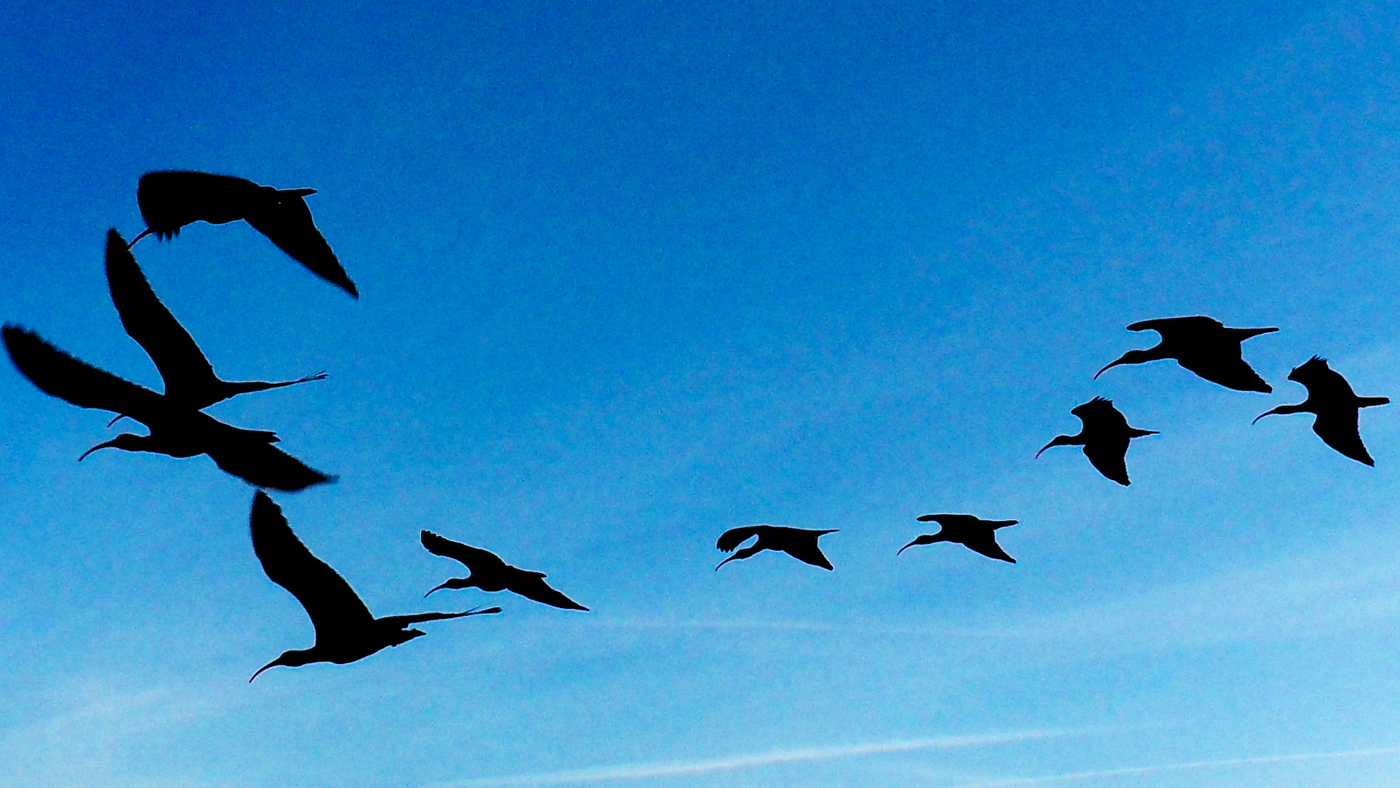 The Science Behind Flying In V Formation : NPR