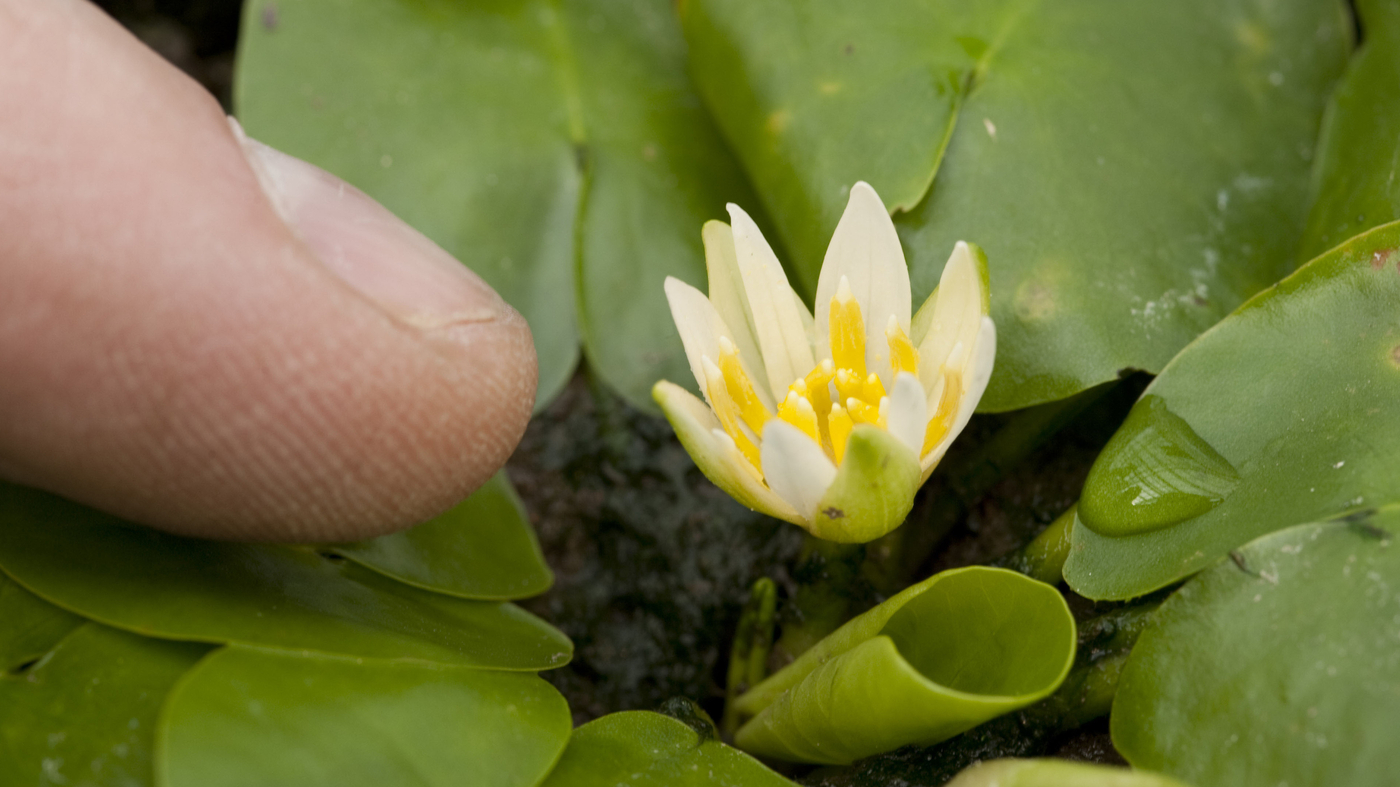 Nymphaea Thermarum