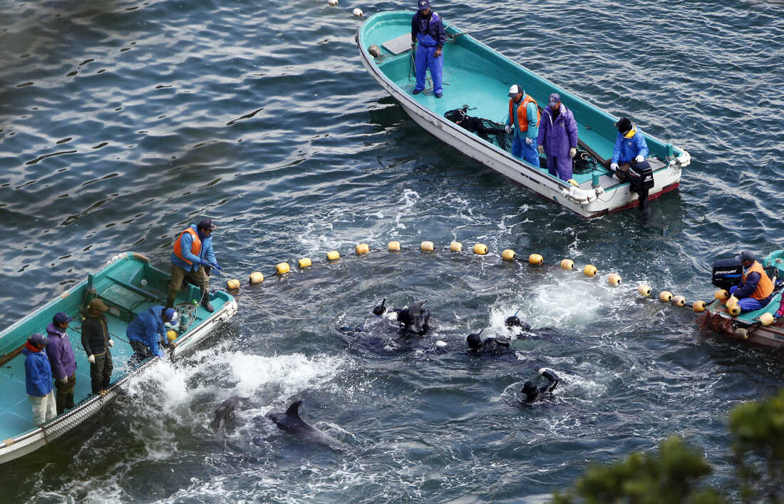 Japanese Government Defends Dolphin Hunt As Killing Goes On : The Two ...