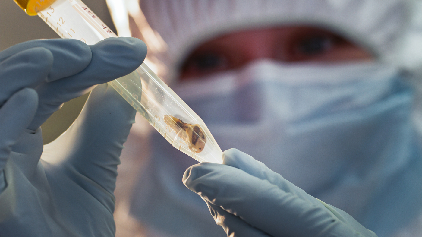 Ancient Plague's DNA Revived From A 1,500-Year-Old Tooth : Shots ...