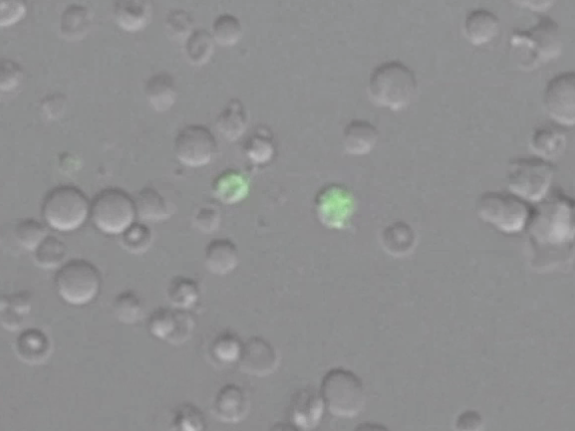 A Little Acid Turns Mouse Blood Into Brain, Heart And Stem Cells | NCPR ...