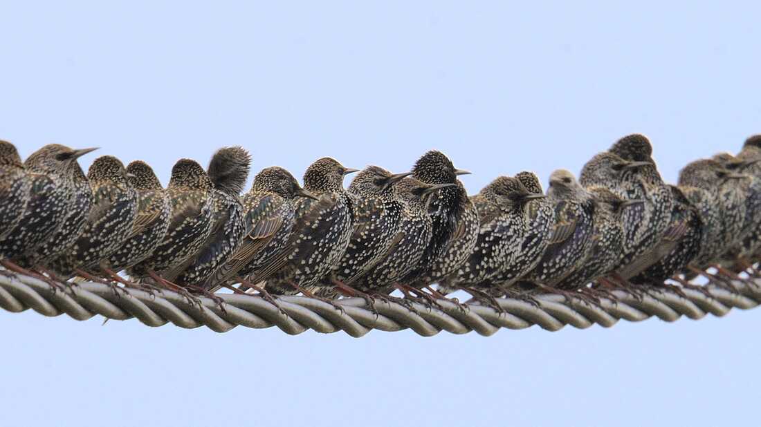 The Starling That Dared To Be Different : Krulwich Wonders... : NPR
