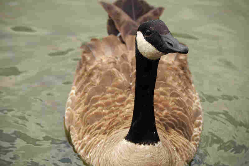 Can It Be? Pigeons, Geese And White-Tailed Deer Were Once Rare ...