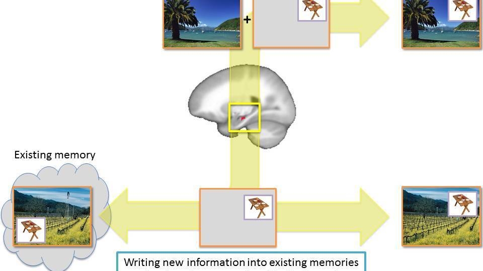 Our Brains Rewrite Our Memories, Putting Present In The Past : Shots ...