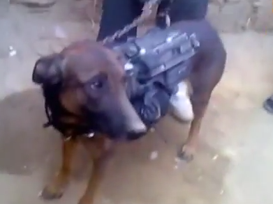 Taliban Say Captured 'Military Dog' Is Being Well Cared For | WBUR