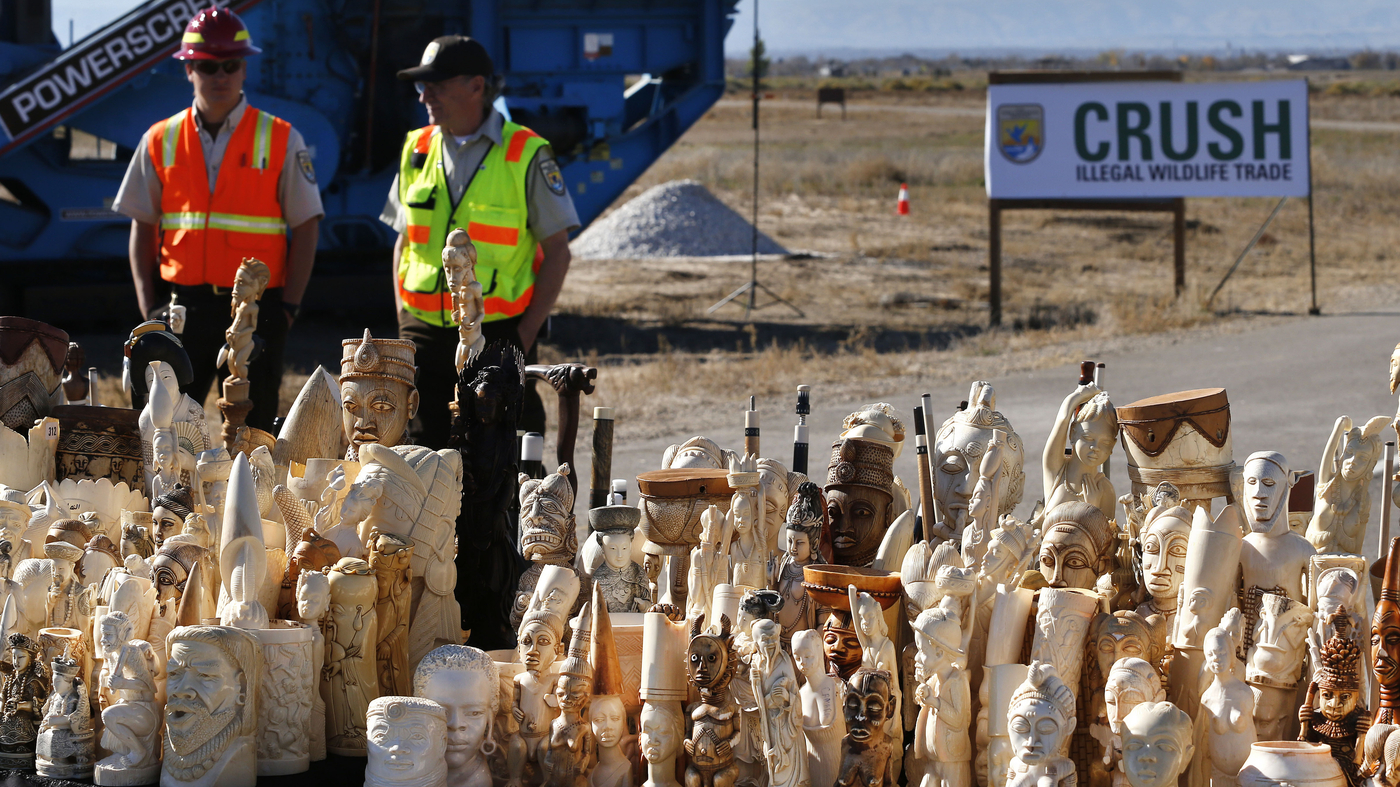 For Elephants And Rhinos, Poaching Trends Point In Wrong Direction ...