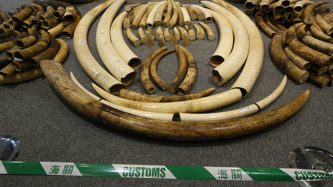 Hong Kong To Destroy Ivory Stockpile, But Will It Curb Demand In China ...