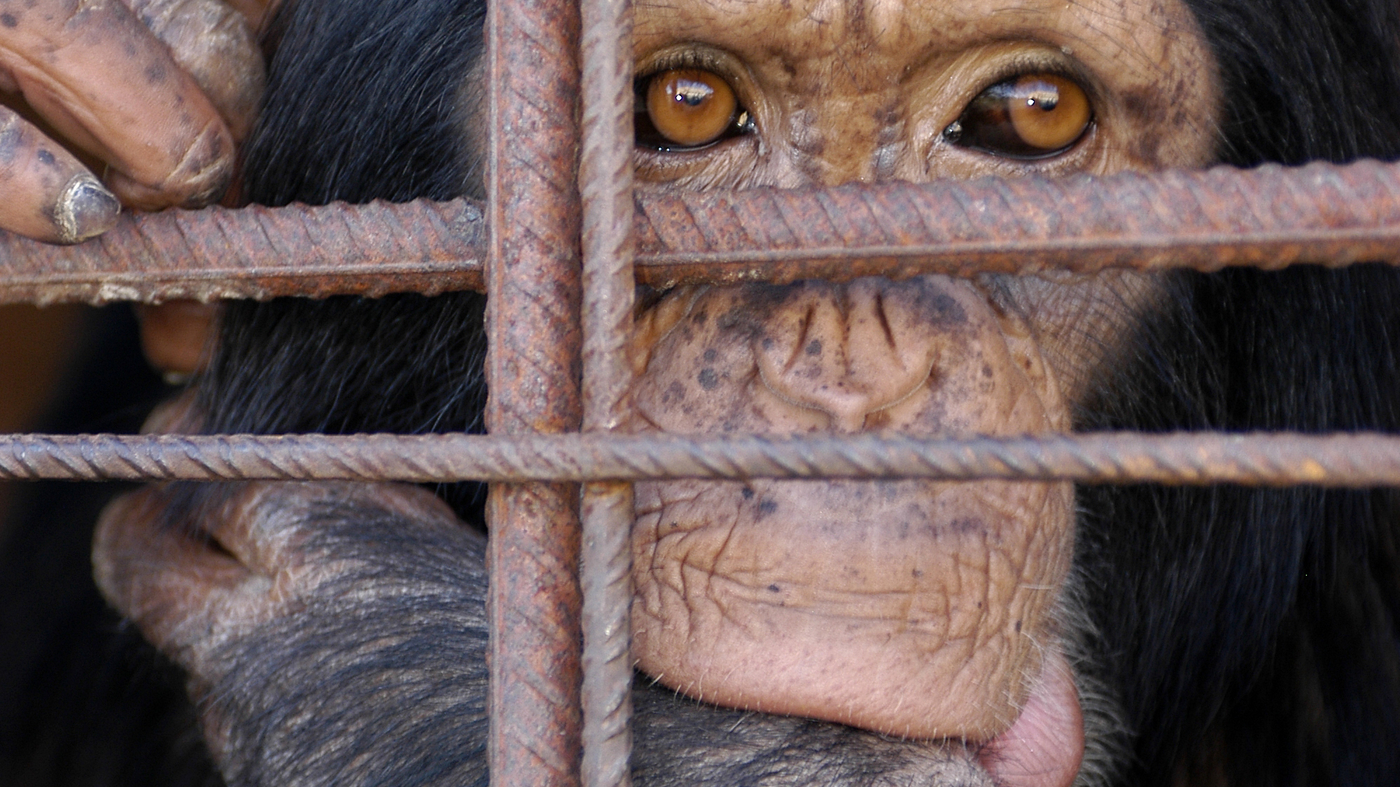 Ape Dread, Dog Worry: Animals And Anxiety : 13.7: Cosmos And Culture : NPR