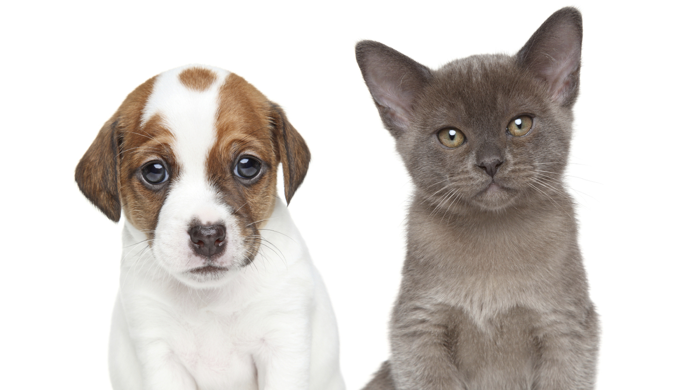 Can Dogs Tell Humans Apart