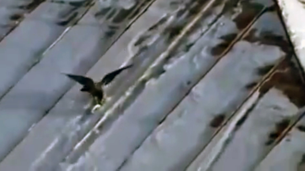 Winter Blahs Got You Down? 'Crowboarding' Video Can Help : The Two-Way ...