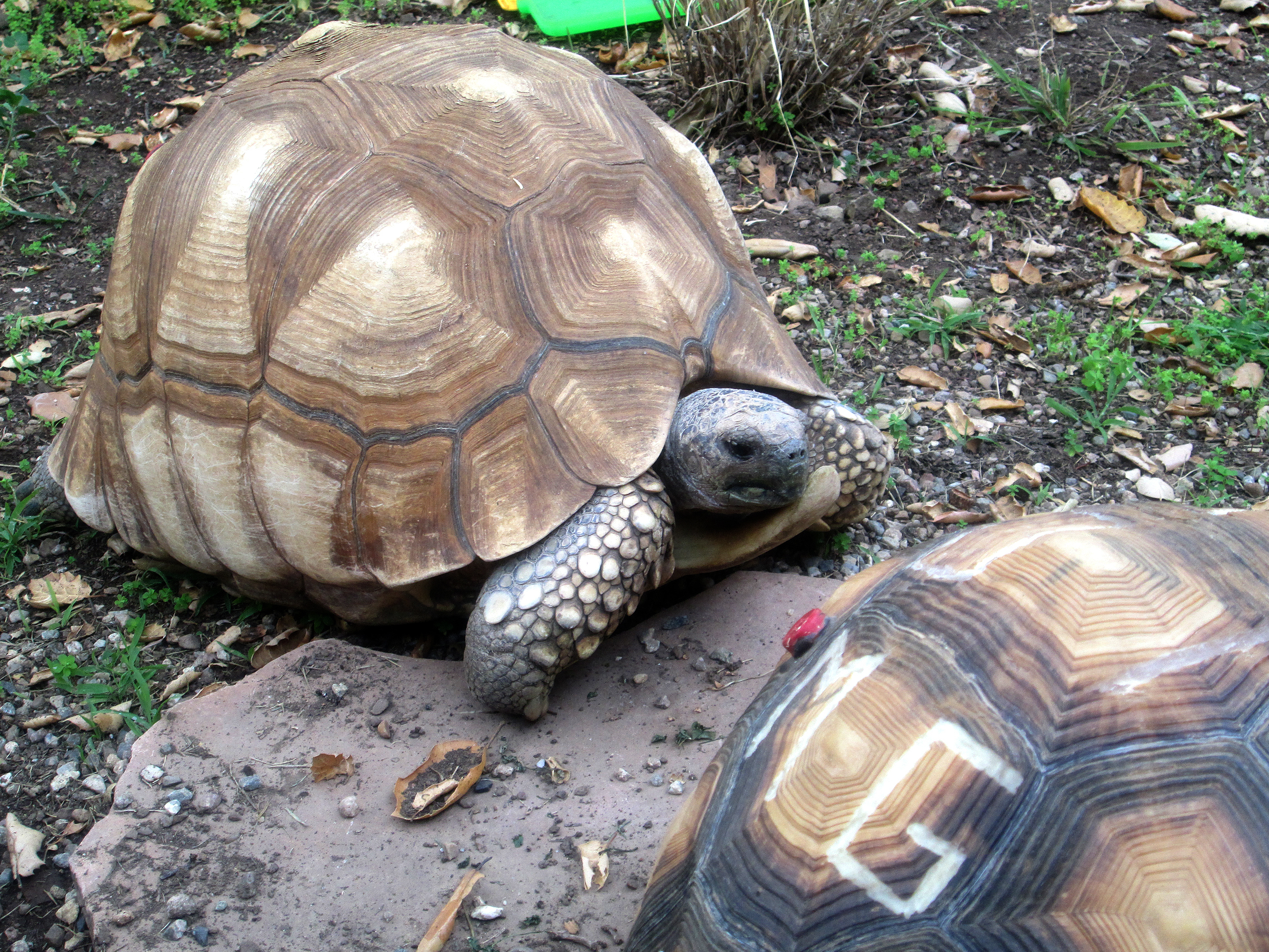 To Save Endangered Tortoises, Conservationists Deface Their Shells ...