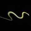 Earth's First Snake Likely Evolved On Land, Not In Water : NPR