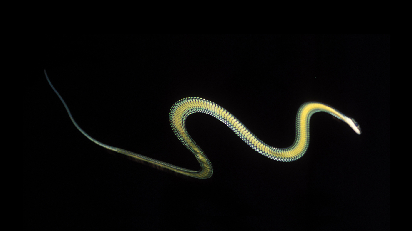 The Elegant Secrets Of Flying Snakes : The Protojournalist : NPR