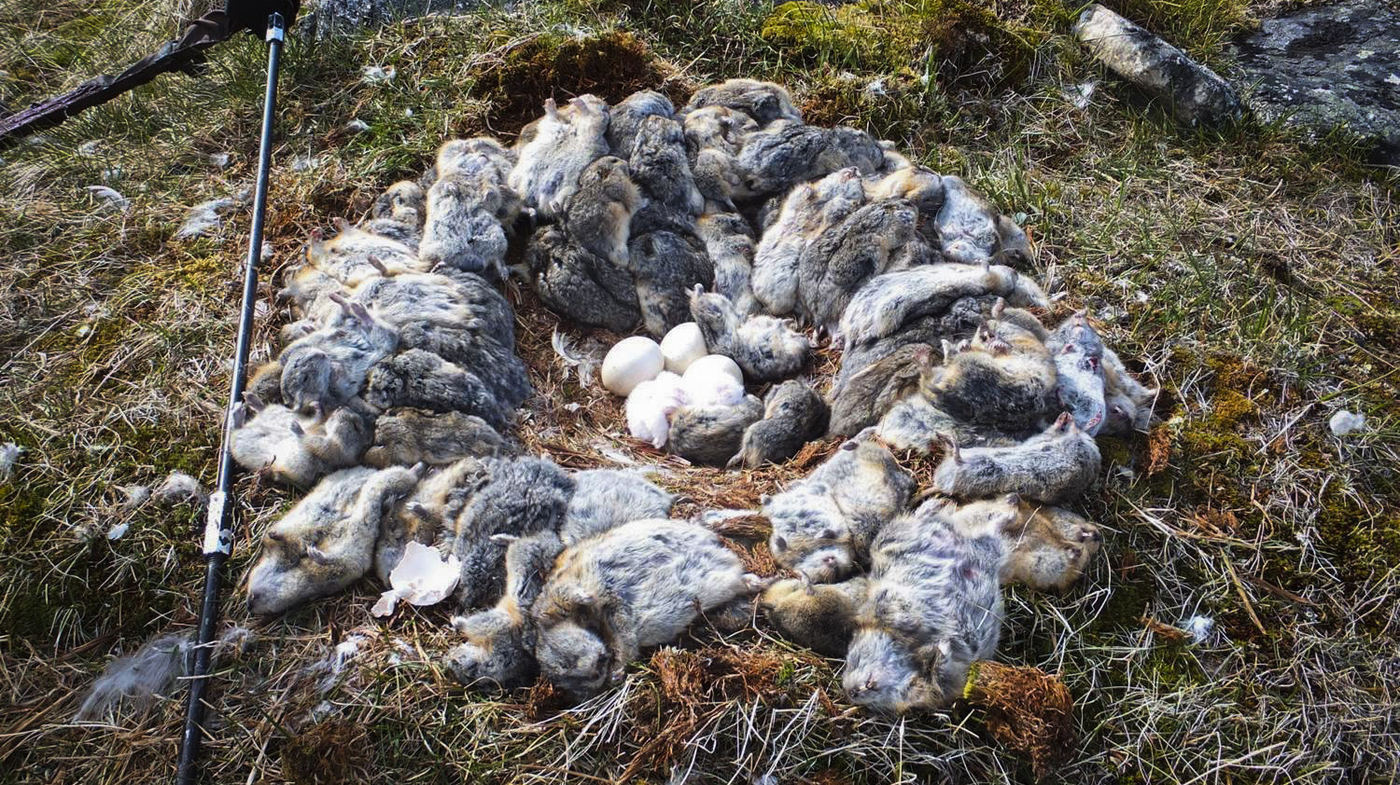 Trapping And Tracking The Mysterious Snowy Owl : NPR