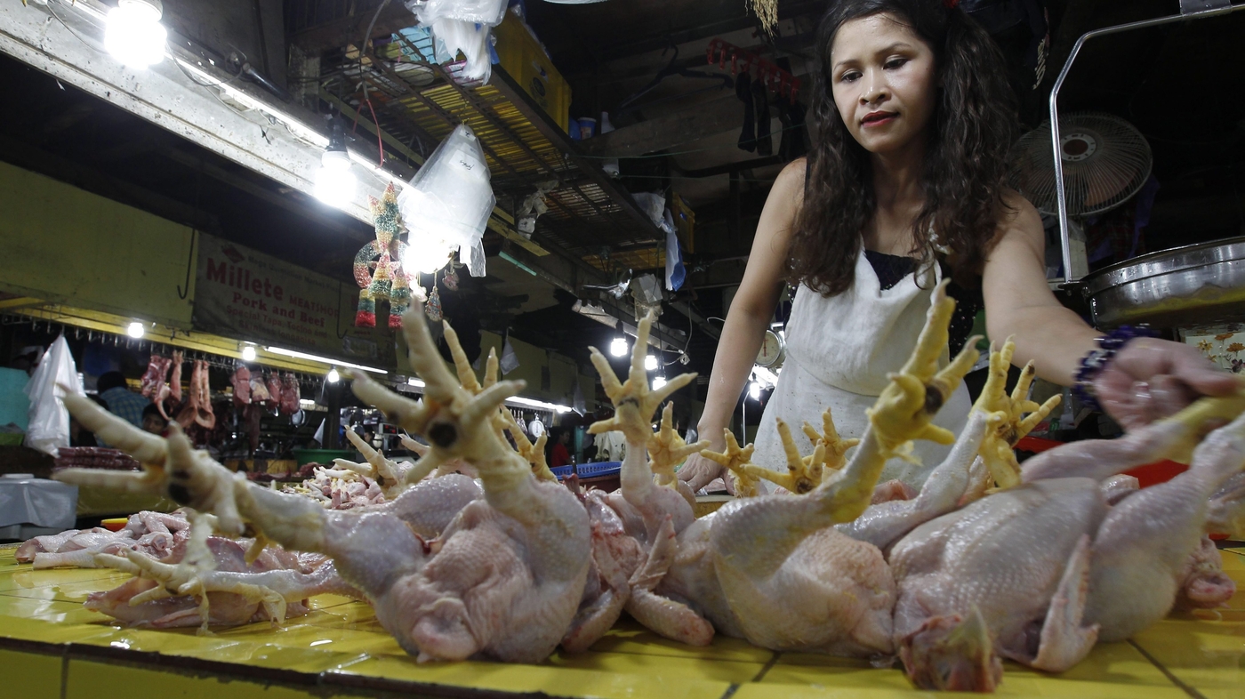 Study: The Chicken Didn't Cross The Pacific To South America : The Two ...