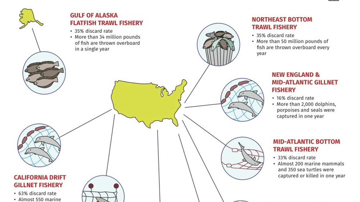 Why 500 Million U.S. Seafood Meals Get Dumped In The Sea : The Salt : NPR
