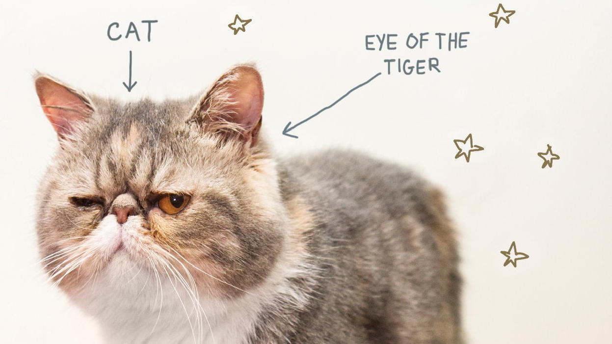 Scratch That: One Cat's Struggle With Internet Stardom : NPR