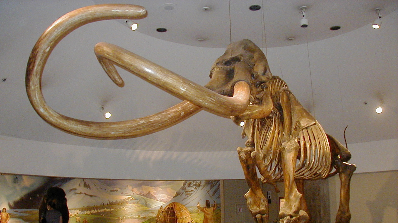 A State Fossil For S. Carolina Faces Mammoth Obstacle : The Two-Way : NPR