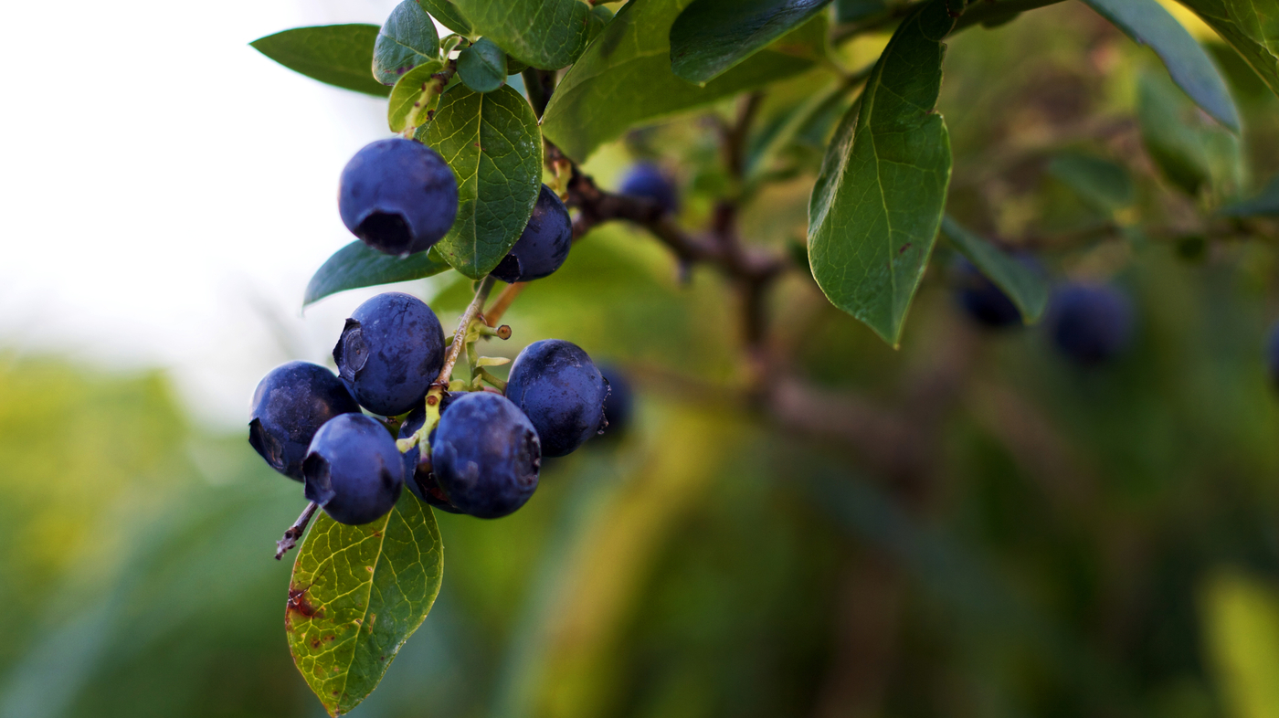 'Hot' Oregon Blueberry Fight Prompts Farm Bill Changes : The Salt : NPR
