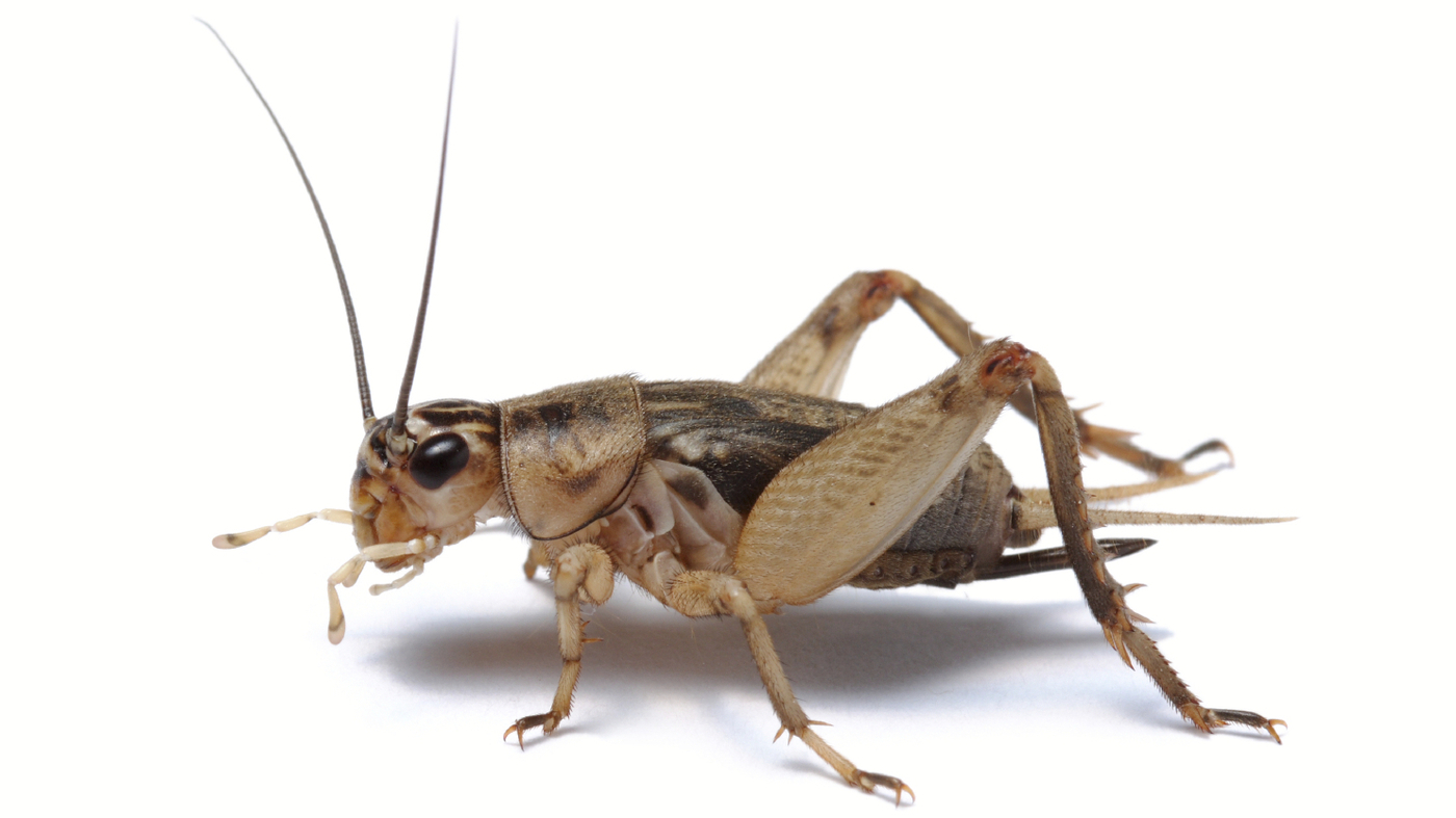The Joys And Ethics Of Insect Eating : 13.7: Cosmos And Culture : NPR