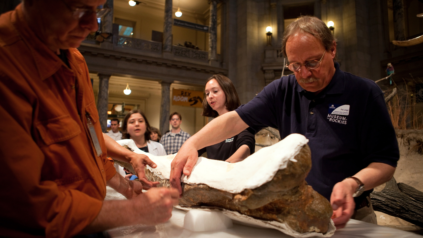 A T. Rex Treks To Washington For A Shot At Fame : NPR