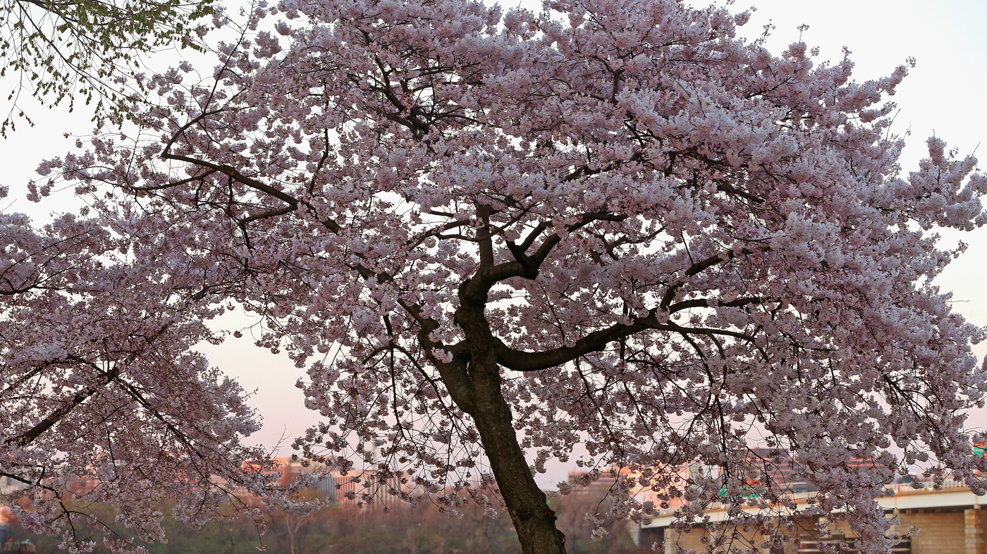 Lusting For Spring In Our Hearts : NPR