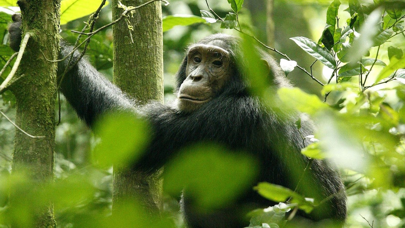Even Chimps Know That A Firm Bed Makes For Quality Sleep : The Two-Way ...