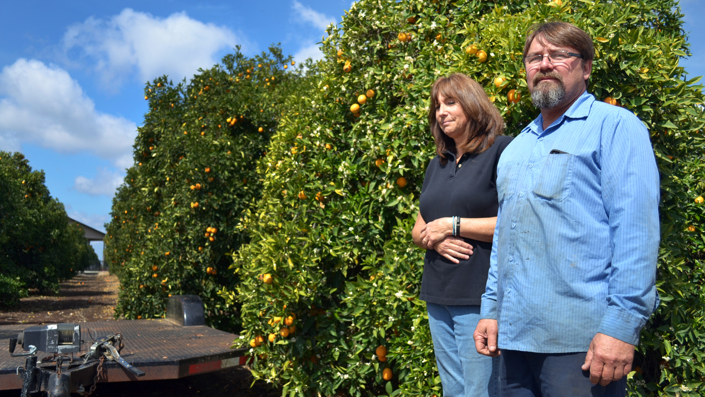 Fields And Farm Jobs Dry Up With California's Worsening Drought : The ...
