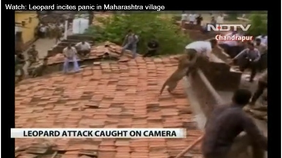 VIDEO: Leopard Attacks Residents In Central India : The Two-Way : NPR