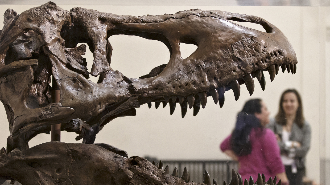 Fossil Fans Get Their Dino-Fix Before Smithsonian Renovates : NPR