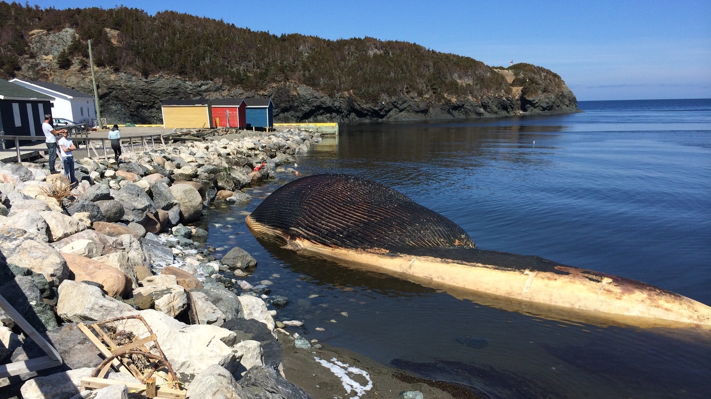 A Whale Of A Problem: Town Faces Threat Of Exploding Carcass : The Two ...