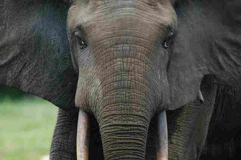 Civil War Invades An Elephant Sanctuary: One Researcher's Escape : NPR