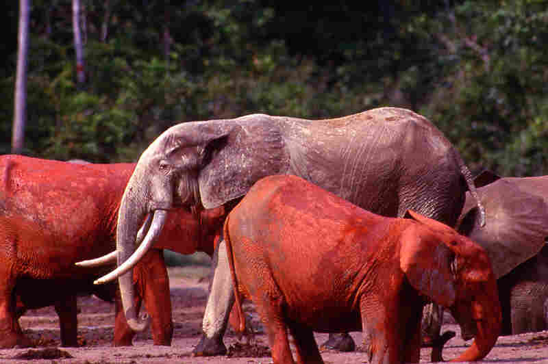 Civil War Invades An Elephant Sanctuary: One Researcher's Escape : NPR