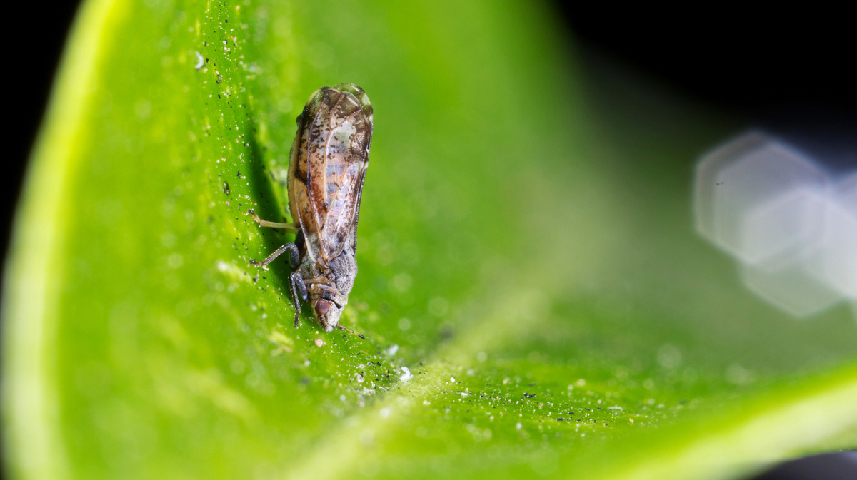 Fighting Bugs With Bugs: Hatching A Solution For Troubled Trees : The ...