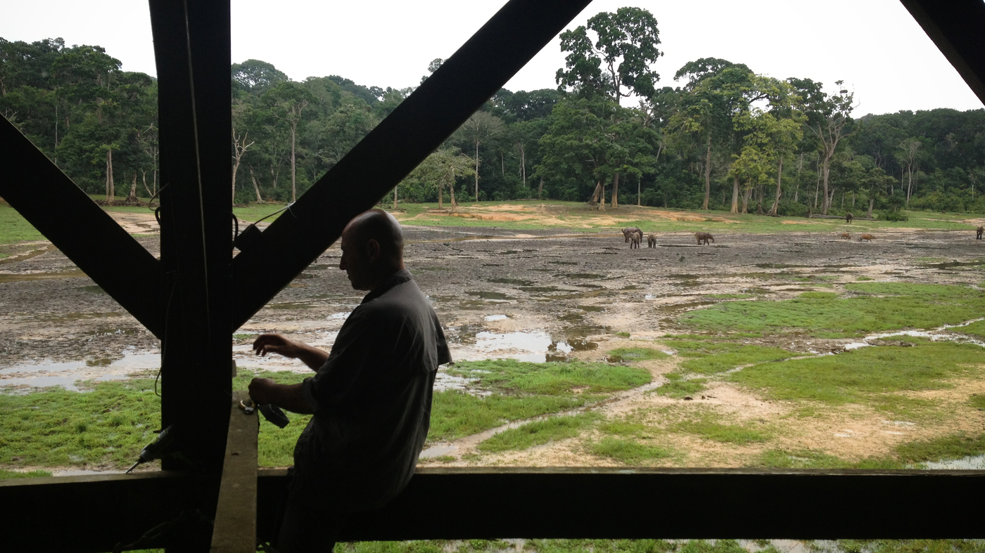 Former Commando Turns Conservationist To Save Elephants Of Dzanga Bai : NPR
