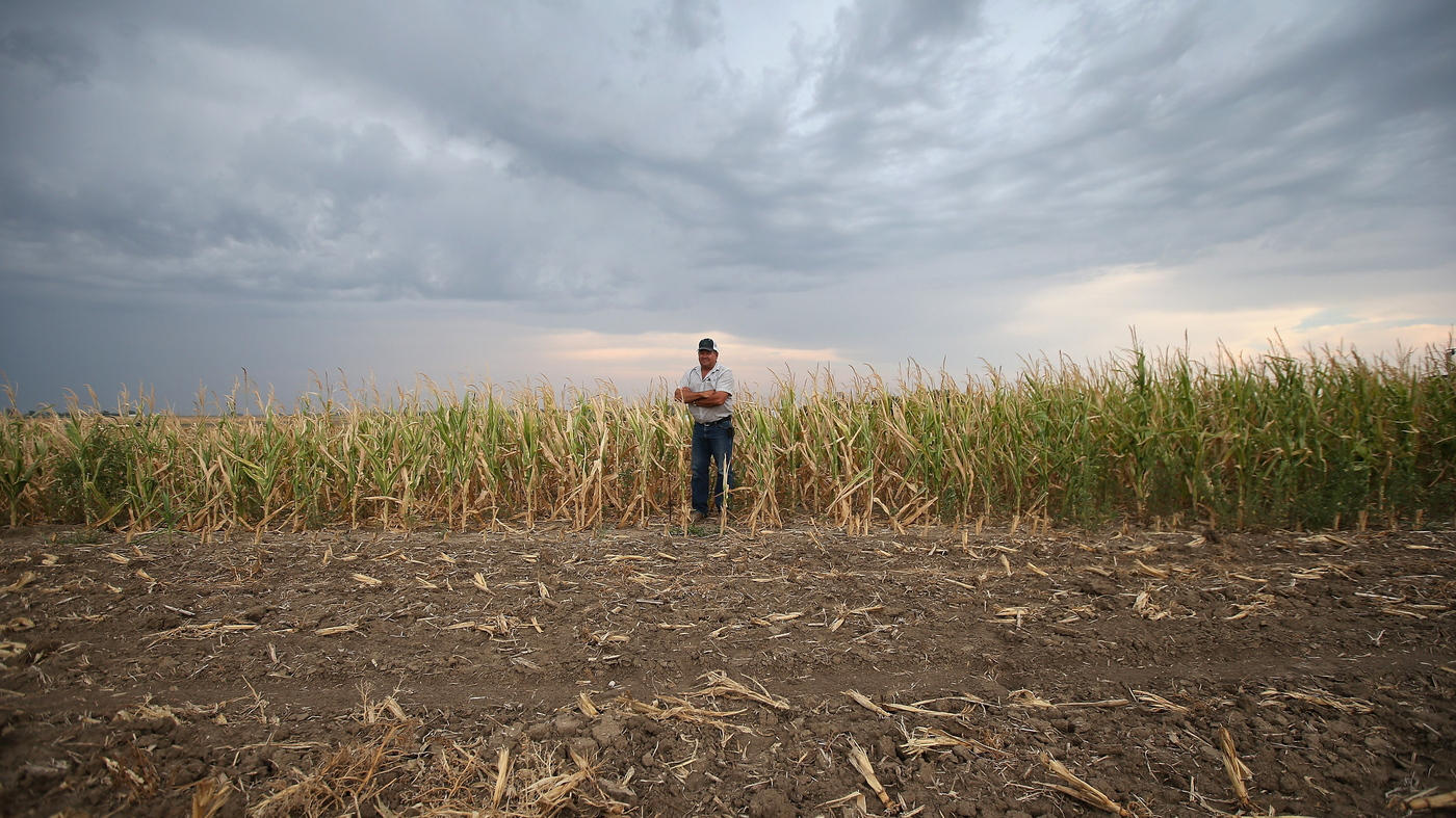 Rice Theory: Why Eastern Cultures Are More Cooperative : The Salt : NPR