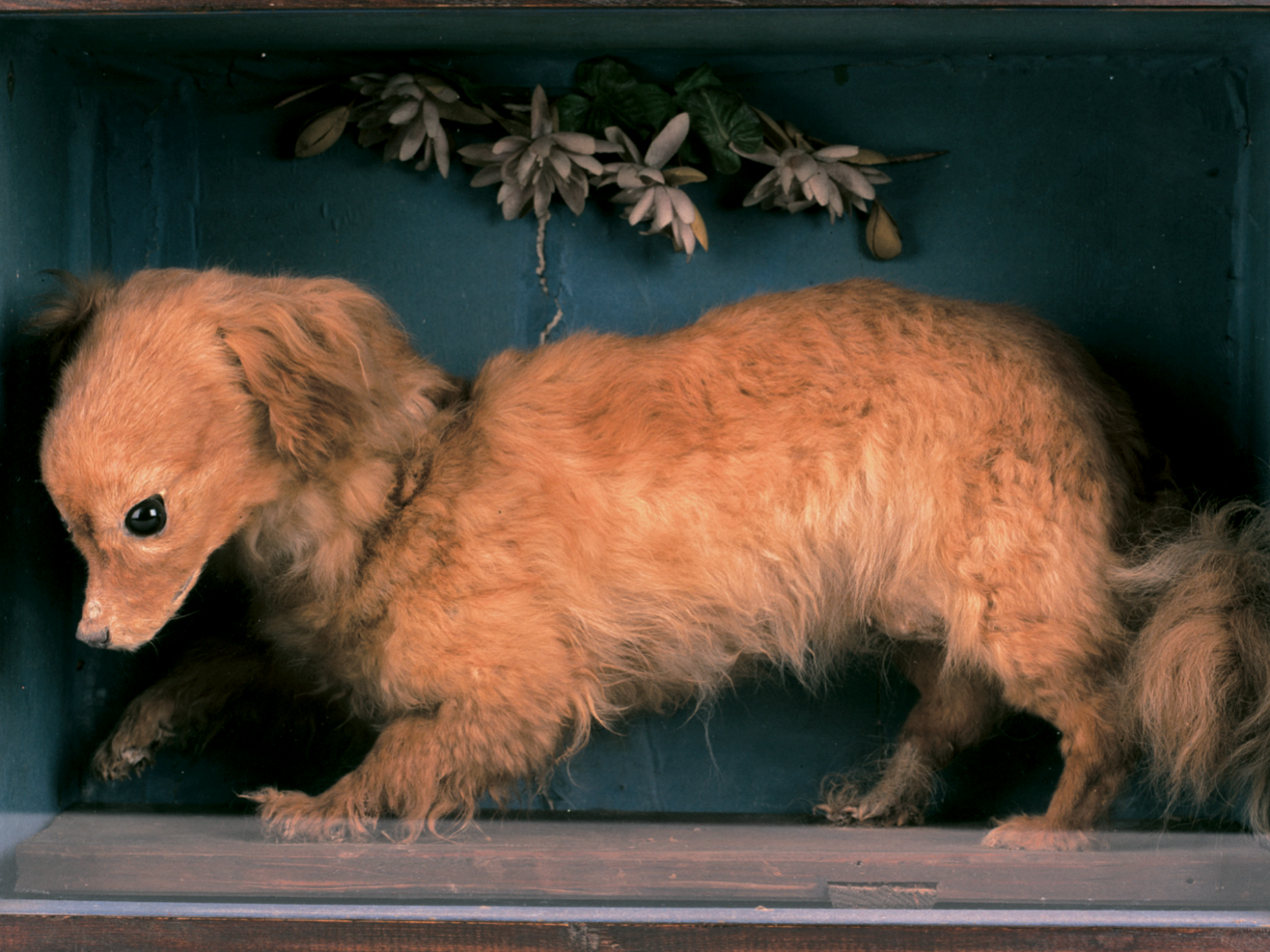 Turnspit Dogs: The Rise And Fall Of The Vernepator Cur | NCPR News