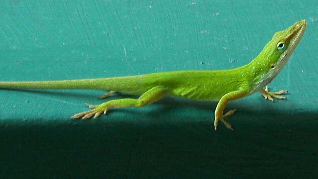 5 Fab Fads That Just Faded Away : The Protojournalist : NPR